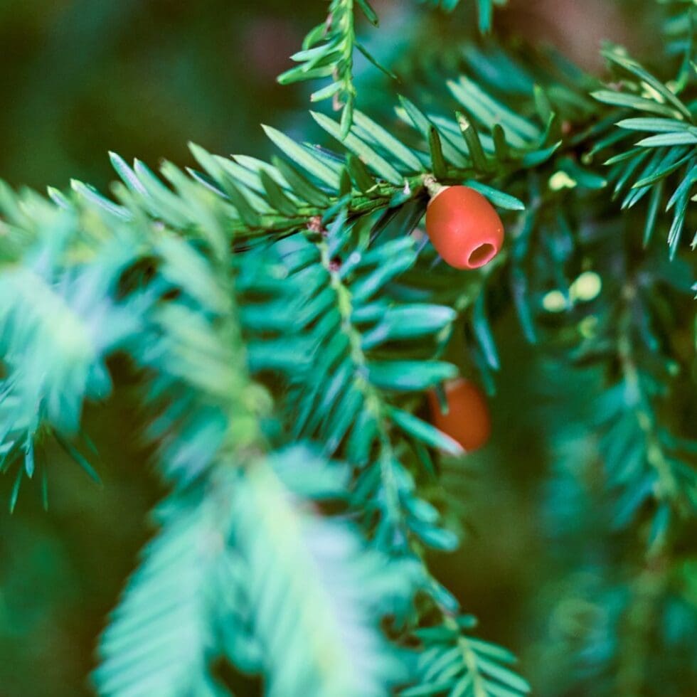 Tree planting tips | Crann - Trees for Ireland